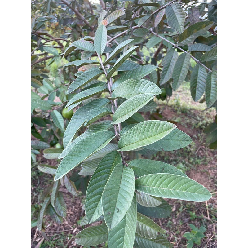Guava Leaves / Dahon ng Bayabas. | Shopee Philippines
