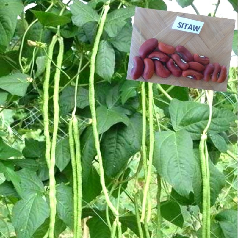 Sitaw Mahaba Seeds (10Pcs/Pack) Sitao Mahaba | Shopee Philippines