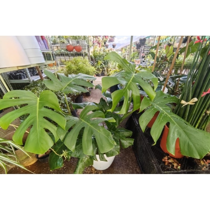 Monstera Deliciosa Big Size | Shopee Philippines