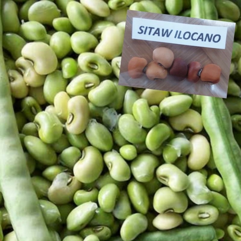 Sitaw Ilocano Seeds (6Pcs/Pack) | Shopee Philippines