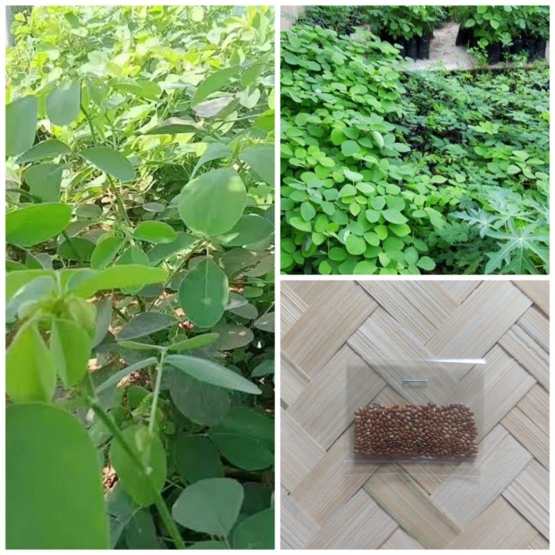 Rensonii Forage Grass Seeds | Shopee Philippines