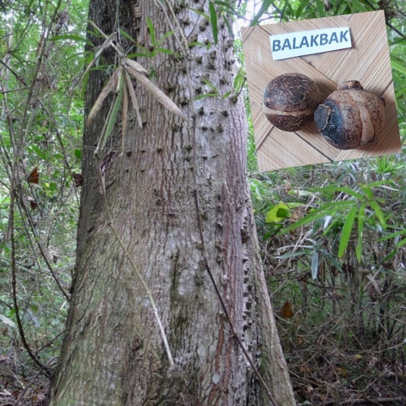 Balakbak Tree Seeds (2Pcs/Pack) | Shopee Philippines