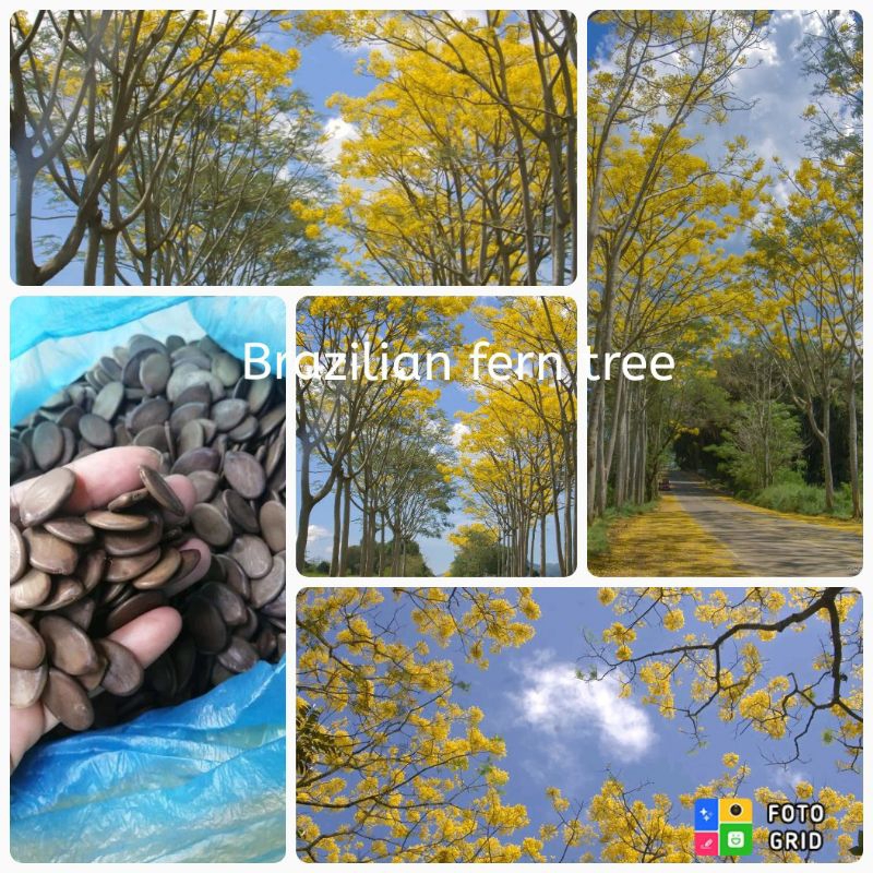 Brazilian fire tree ( 12 pcs ) | Shopee Philippines