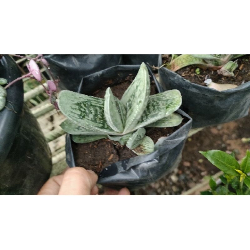 DWARF HAWORTHIA OX TONGUE/GASTERIA | Shopee Philippines