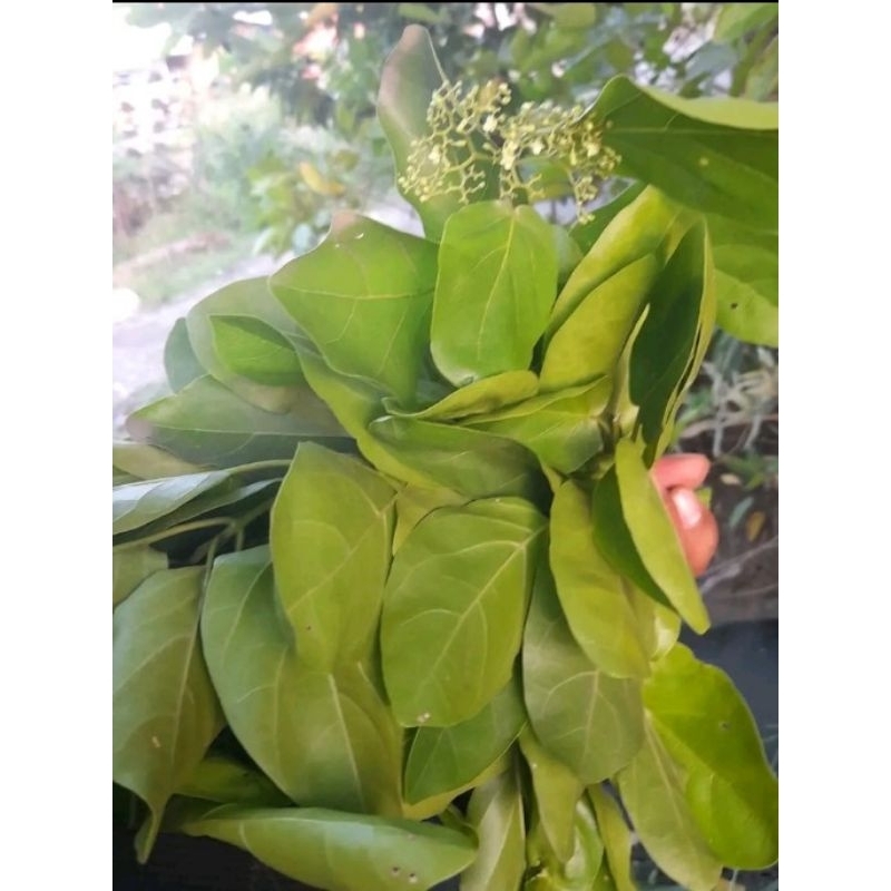 Alagaw leaves (70 leaves/pack) | Shopee Philippines