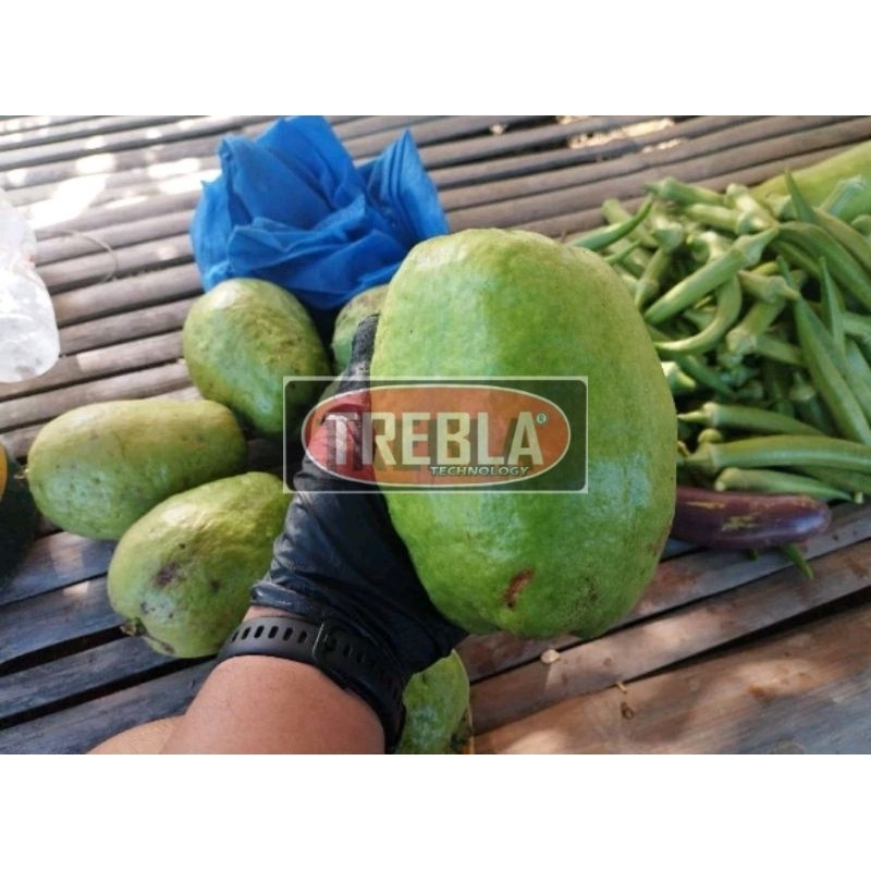 Guapple Guava Apple Seeds, approximately 50 seeds/pack | Shopee Philippines