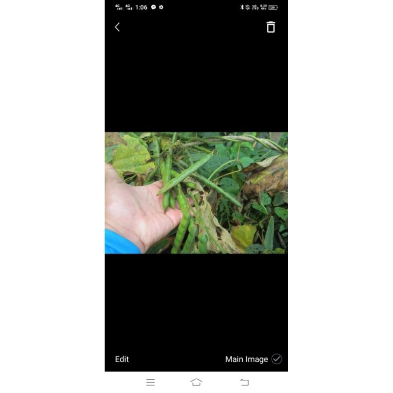 Singkamas seeds for planting (5seeds/pack) | Shopee Philippines