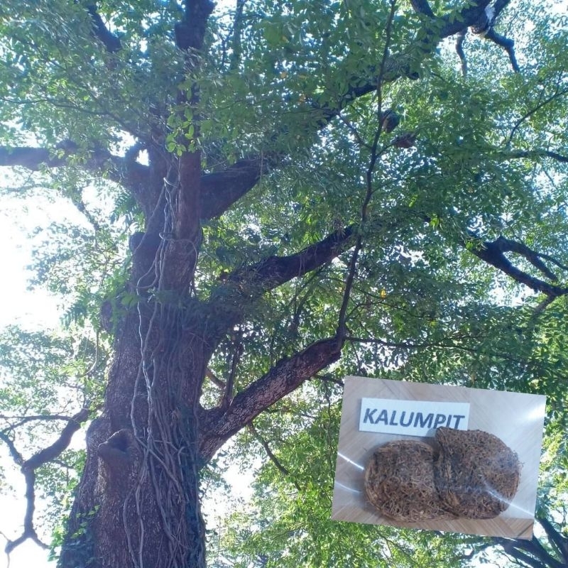 Kalumpit Seeds (2Pcs/Pack) | Shopee Philippines