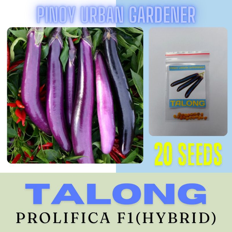 HIGH YIELDING HYBRID EGGPLANT SEEDS | Shopee Philippines