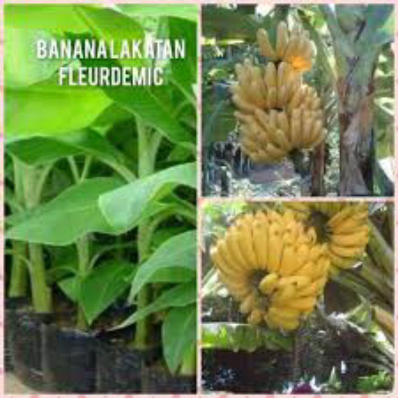 BANANA SEEDLINGS LAKATAN VARIETY | Shopee Philippines