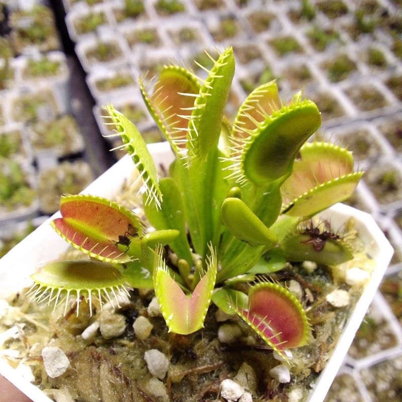 Venus Flytrap CLONE 3 (potted / carnivorous plant / seeds ) | Shopee Philippines