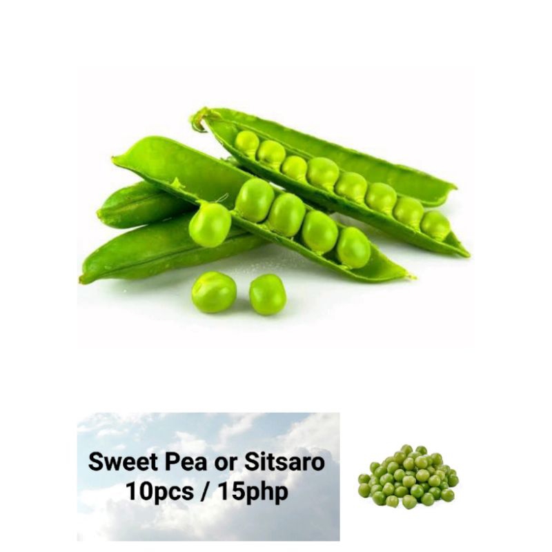 Sweet Pea or Sitsaro Seeds (10pcs) | Shopee Philippines
