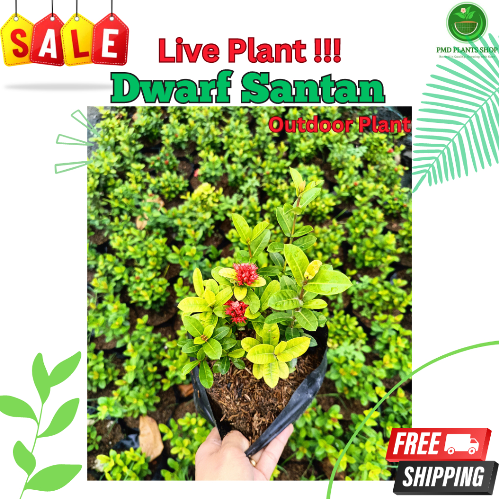 Dwarf Santan Outdoor Plant assorted color of flower good for ...