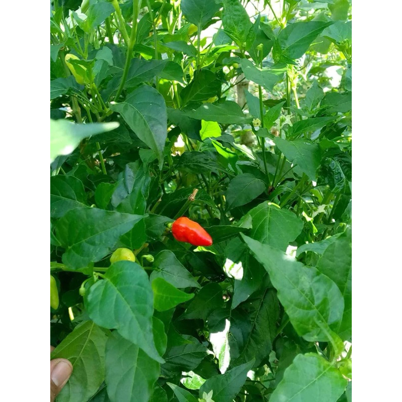 Siling Talbusan/ Kinalabaw Sili/ siling demonyo SEEDS | Shopee Philippines