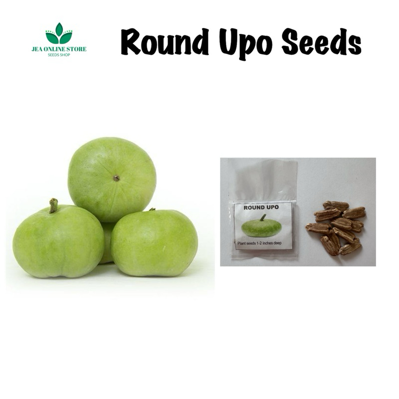 Round Upo Seeds/Bottle Gourd (3seeds) | Shopee Philippines