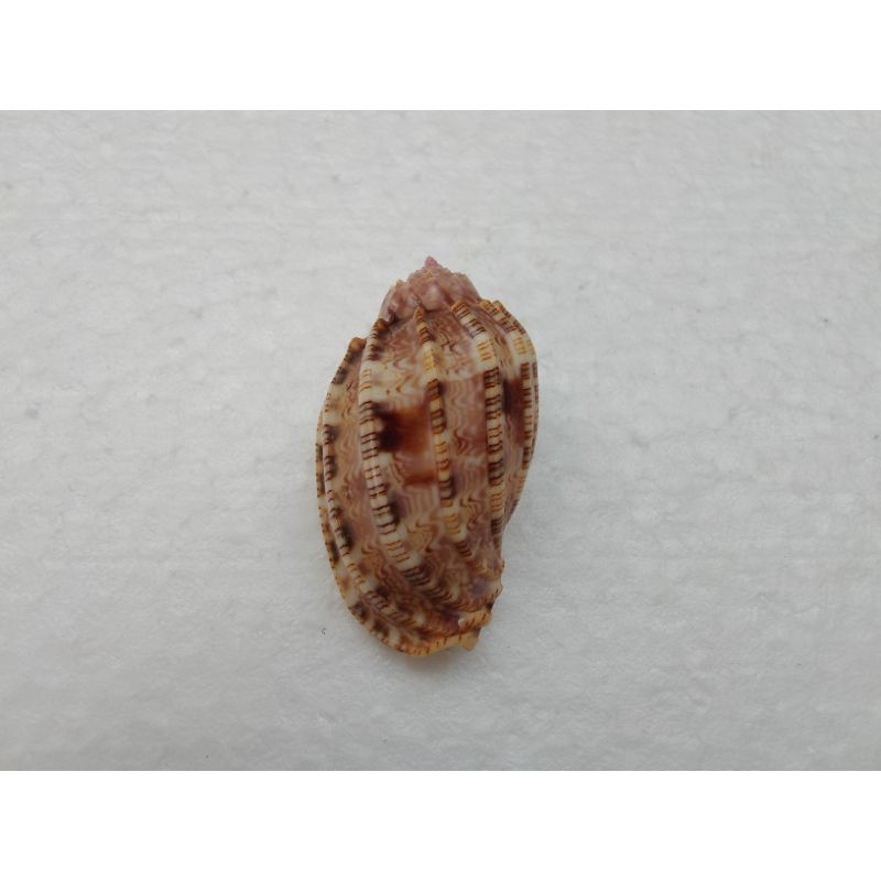Seashell specimen for collection- Harpa amouretta 47mm | Shopee Philippines