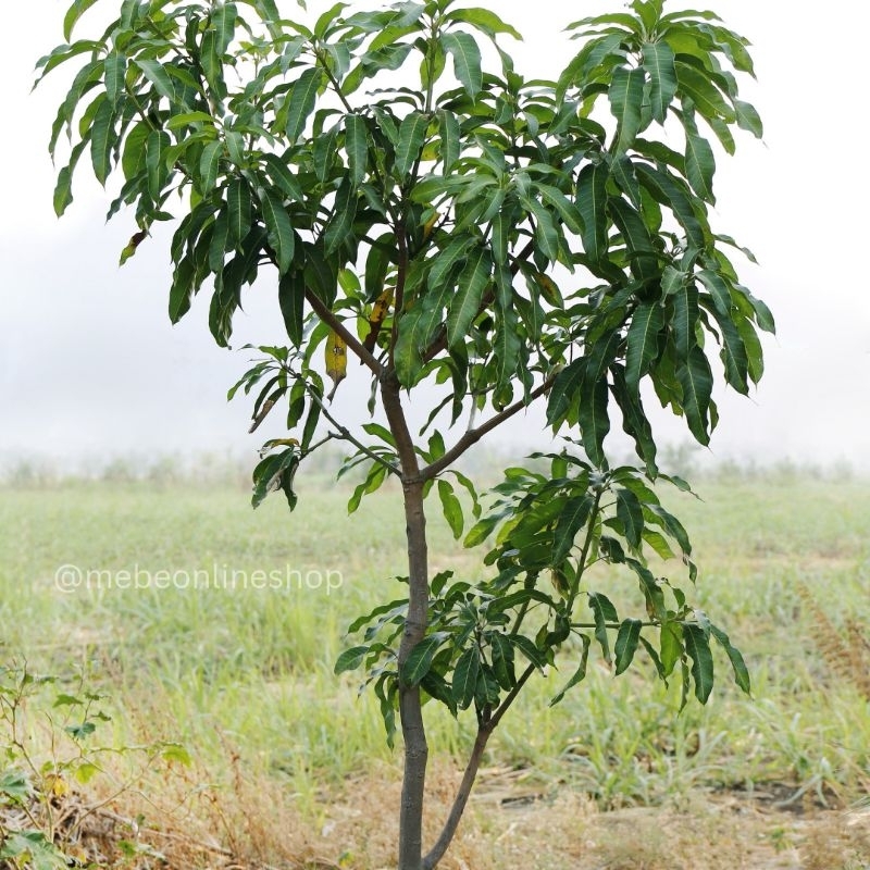 Indian Mango Tree Seedlings/Bulbs (Luzon only) | Shopee Philippines