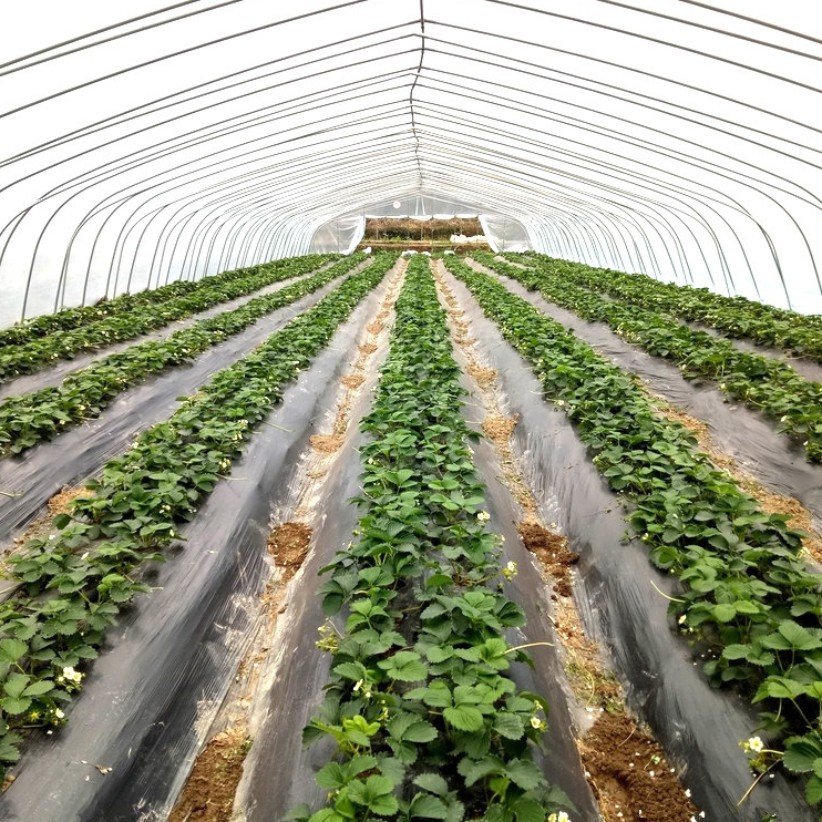 650 Meter Plant Cover Film Plastic Mulch Insulation And Moisturizing ...