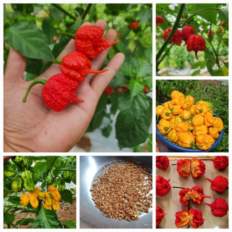 High Quality Carolina Reaper seeds | Shopee Philippines
