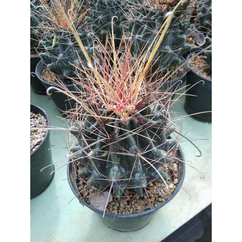 THELOCACTUS SETISPINUS(big size) | Shopee Philippines