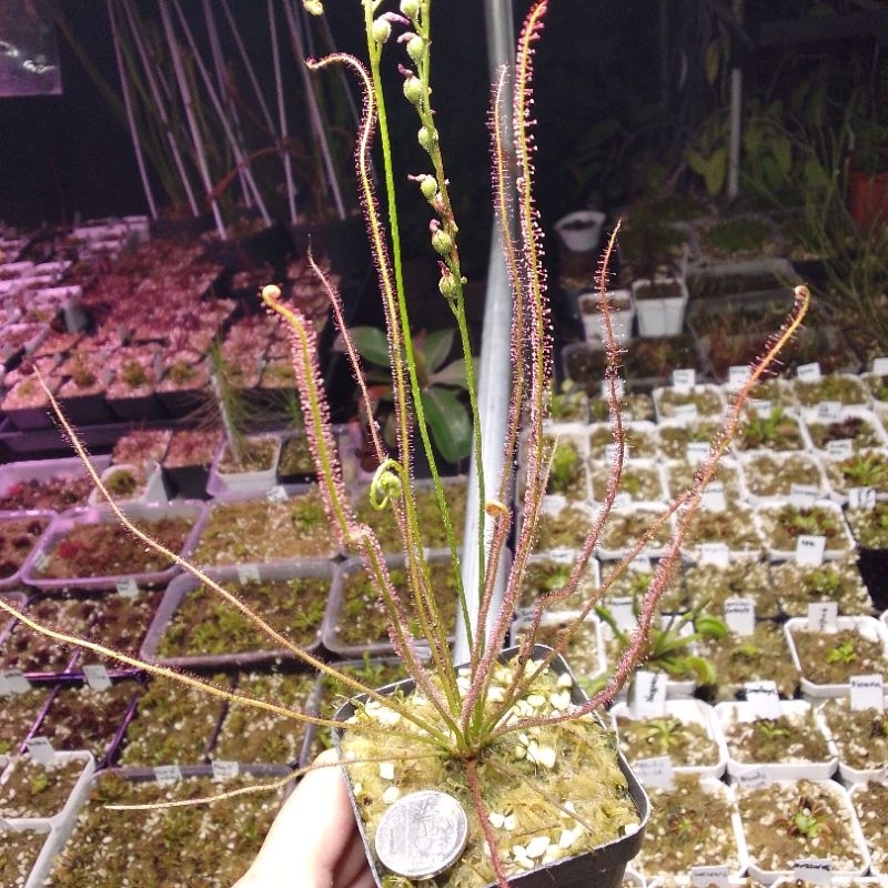 D. Filiformis Red (potted / carnivorous plant / seeds ) | Shopee ...