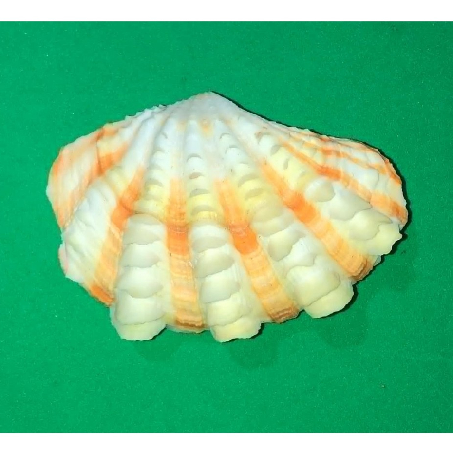 Seashell for collection. TRIDACNA MAXIMA CLAM. | Shopee Philippines