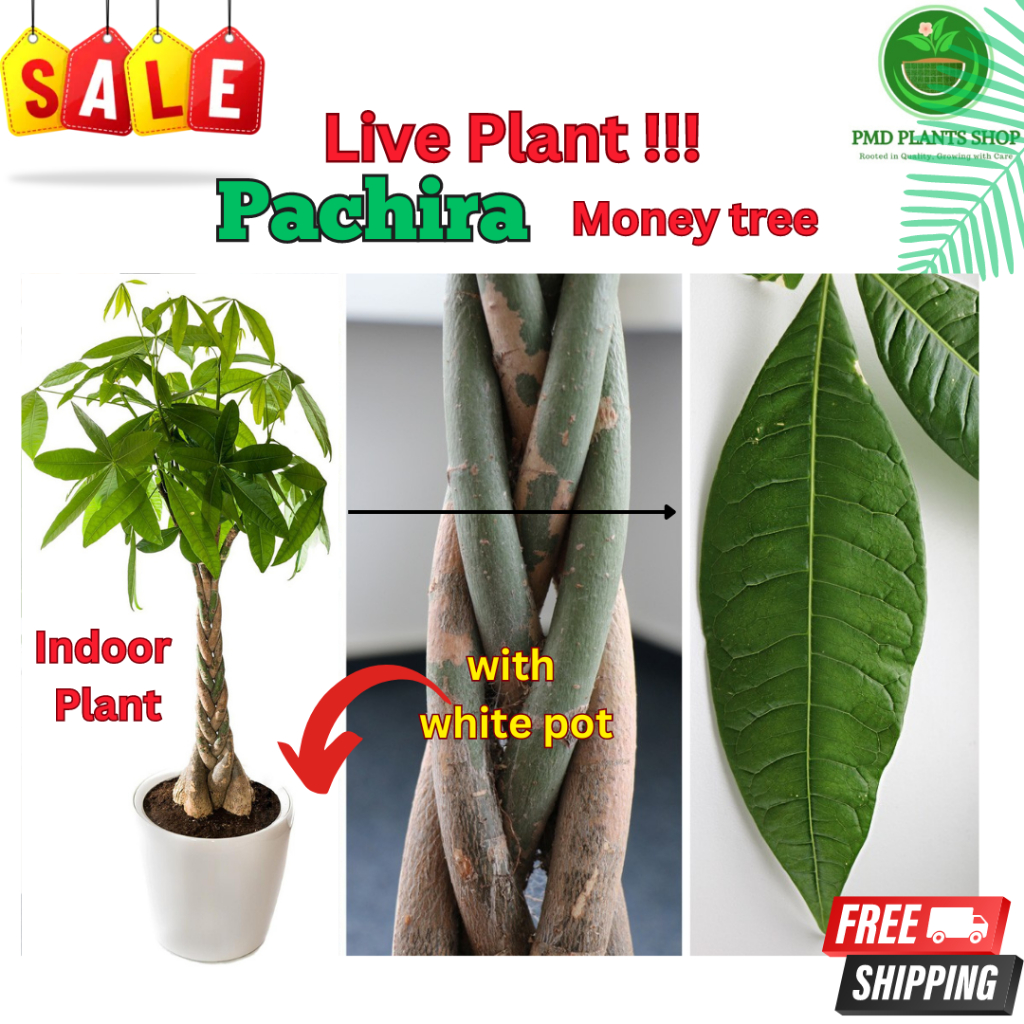 Live Money Tree PACHIRA aquatica ( Indoor Plant) bring good luck and ...