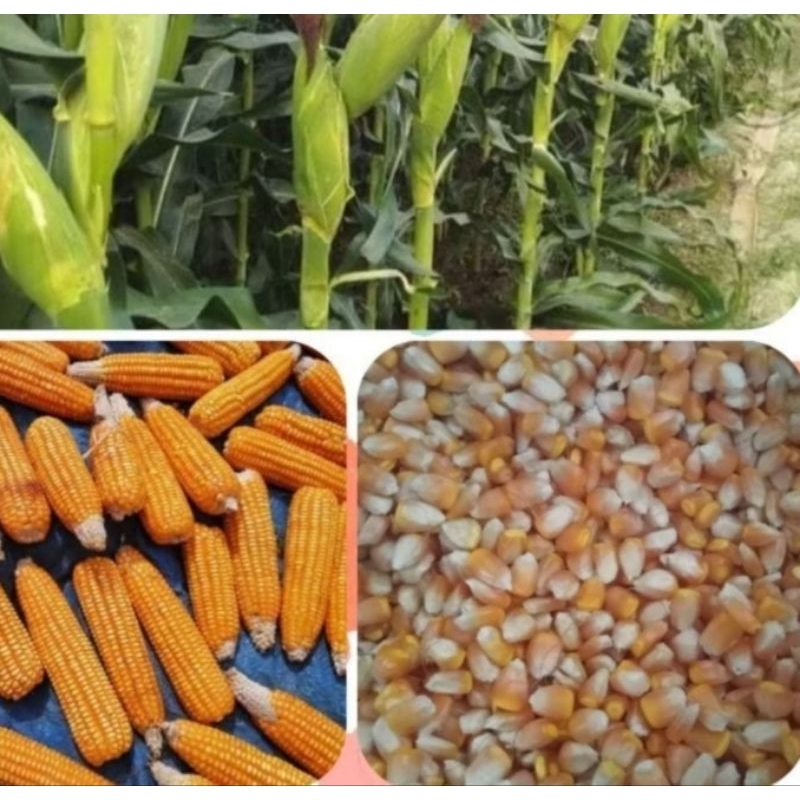Hybrid corn seeds Dekalb/pioneer variety feed corn | Shopee Philippines