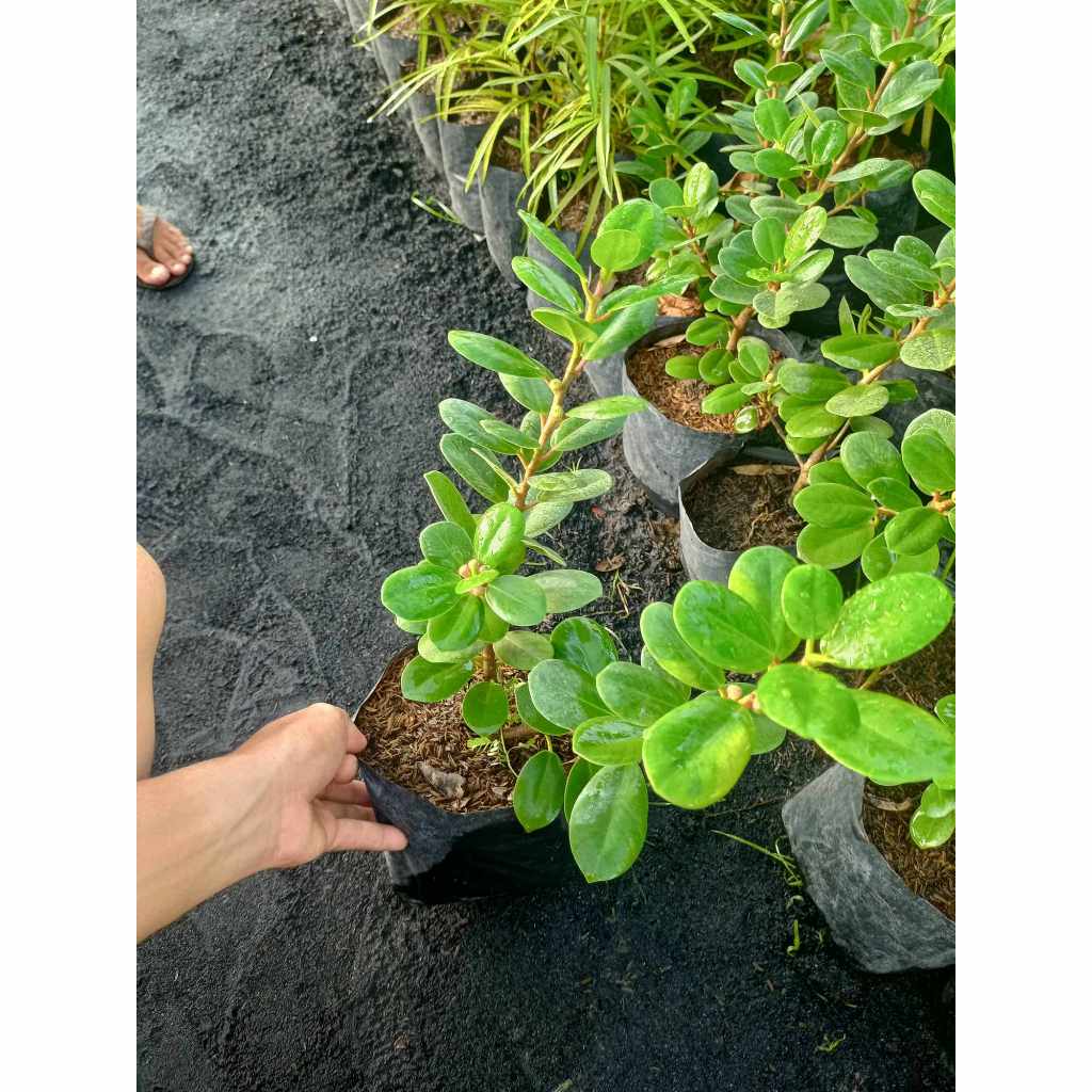 Ficus nana Money Tree Fully Rooted Live Plant I Luck Plant | Shopee ...
