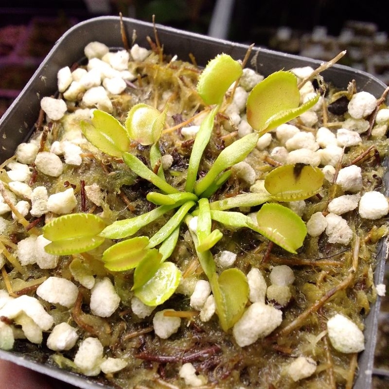PACMAN Venus Flytrap (potted / carnivorous plant / seeds ) | Shopee ...