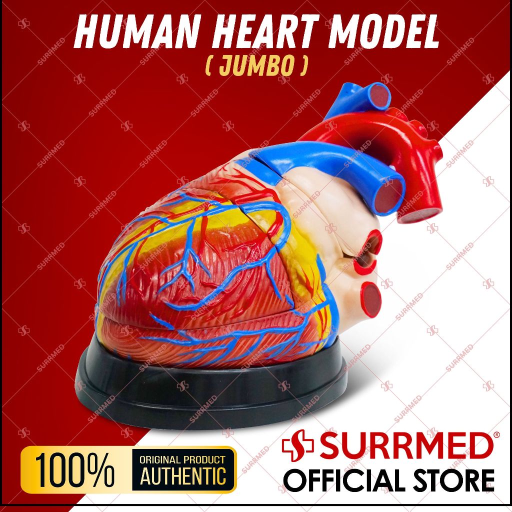 SURRMED JUMBO HEART ANATOMICAL MODEL | Shopee Philippines