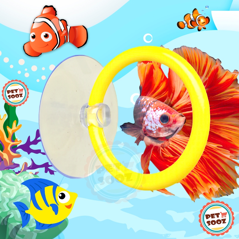 Betta ring trainer Betta training feed ring Betta fish tricks training ...