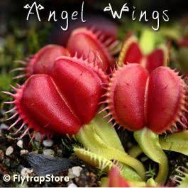 Venus Flytrap ANGEL WINGS | Shopee Philippines