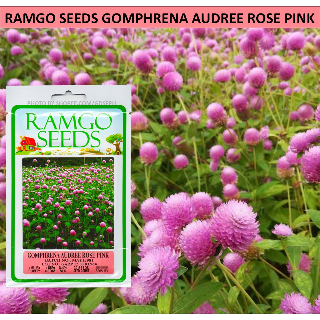 Ramgo Flower Seeds Gomphrena Audree Rose Pink 20 seeds gdS41207 ...