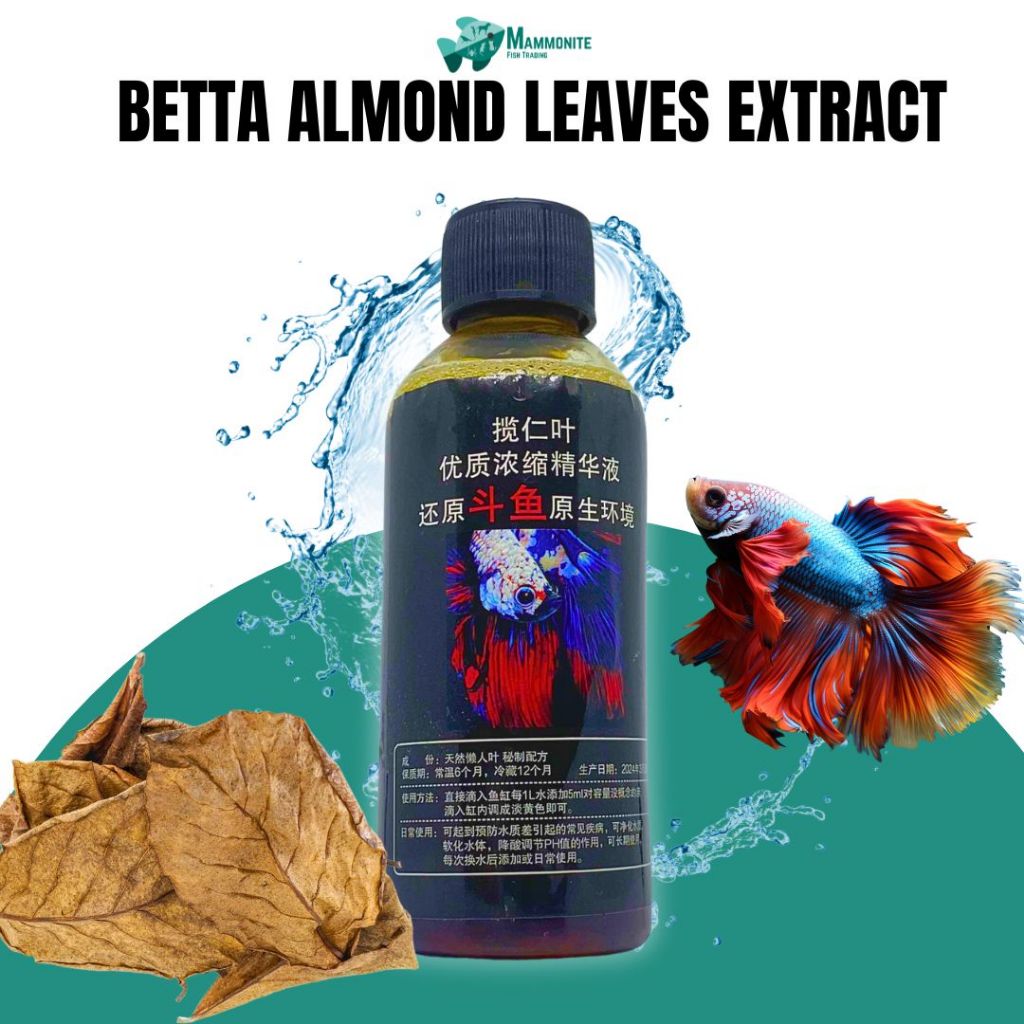 Imported Betta Almond Leave Extract Talisay Extract for Betta Fishes ...