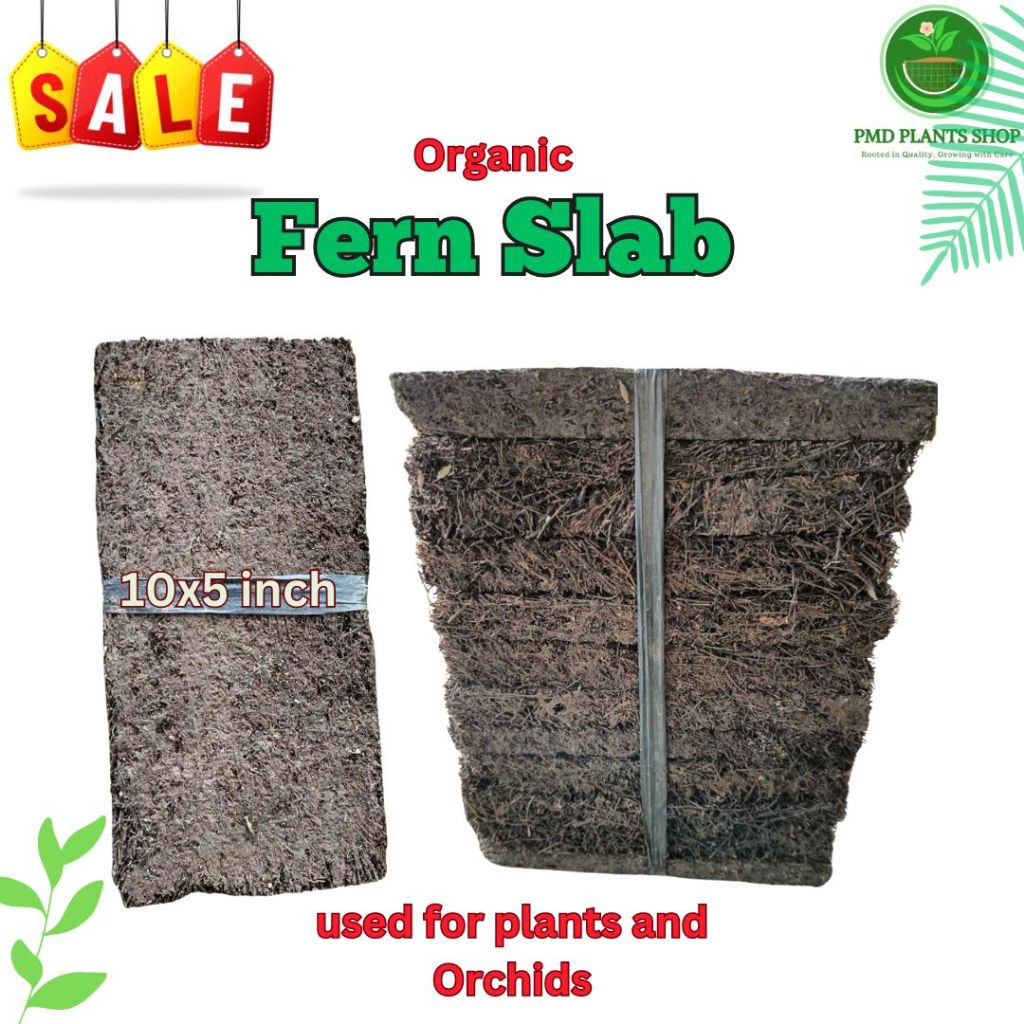 Organic FERN SLAB ( 10x5inch ) for Plants and Orchids per piece ...