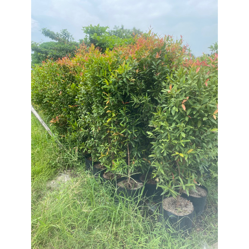 Eugenia with Garden Soil OUTDOOR GARDEN DECORATION | Shopee Philippines