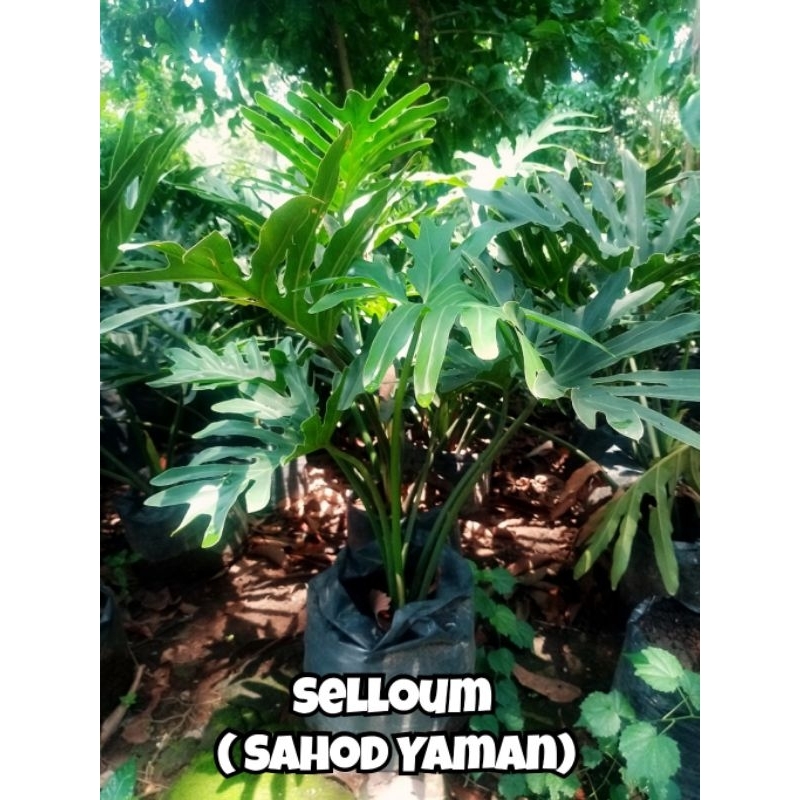 SELLOUM PLANT ( Sahod Yaman) 1.5ft | Shopee Philippines