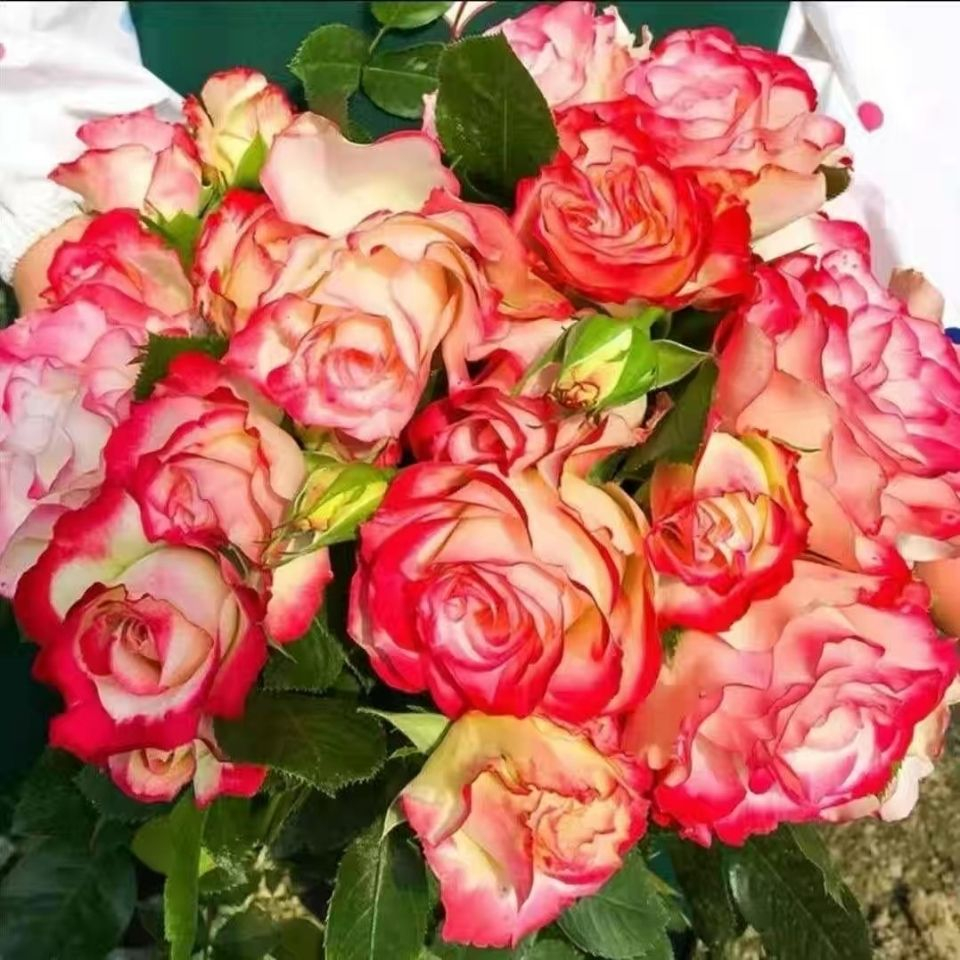 Rose seedlings, potted, multi season flowering, (Shrubs) rose heat ...