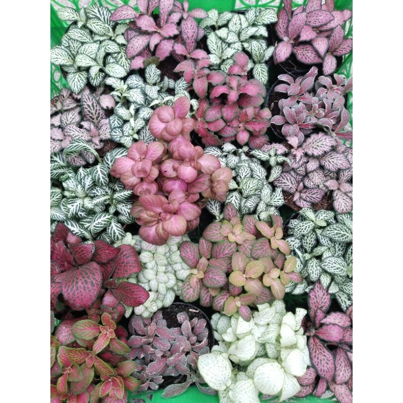 Fitonia Nerve Variety (collective garden decor) | Shopee Philippines