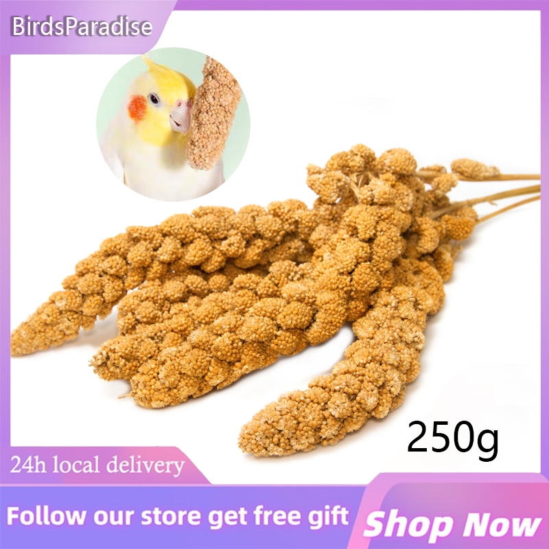250g Golden Spray Millet Premium Spray Millet for Birds Budgies Parrot ...