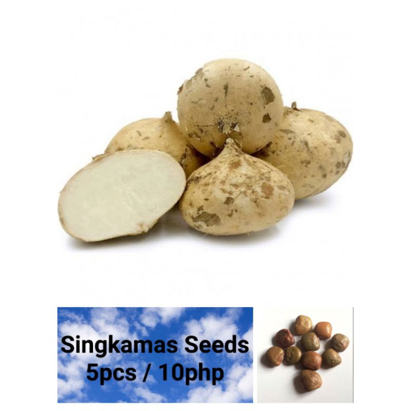 Singkamas Seeds (5pcs) | Shopee Philippines