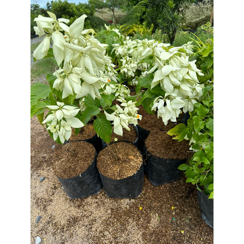 Doña Donya Aurora Luz doña Eva Carmen Flowering Home Decoration ...