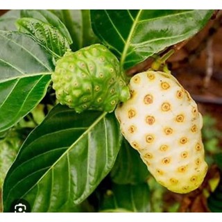 Noni Apatot seeds for planting (20Seeds) | Shopee Philippines