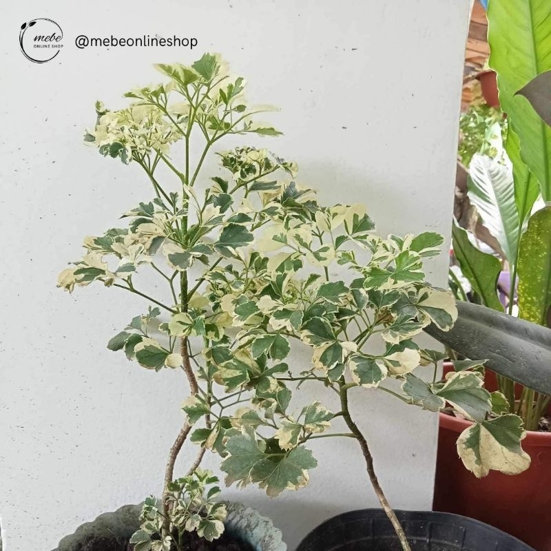 Polyscias Aralia Varieties Uprooted Live Plants [007] (Luzon only ...