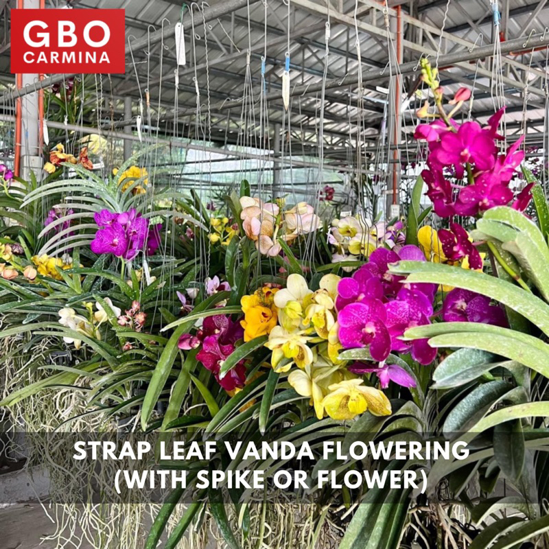 GBO Carmina: Strap Leaf Vanda WITH FLOWER or SPIKE | Flowering Size ...