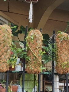 Coco wattles or Mini logs 20cm, Best for all Hanging plants like ...