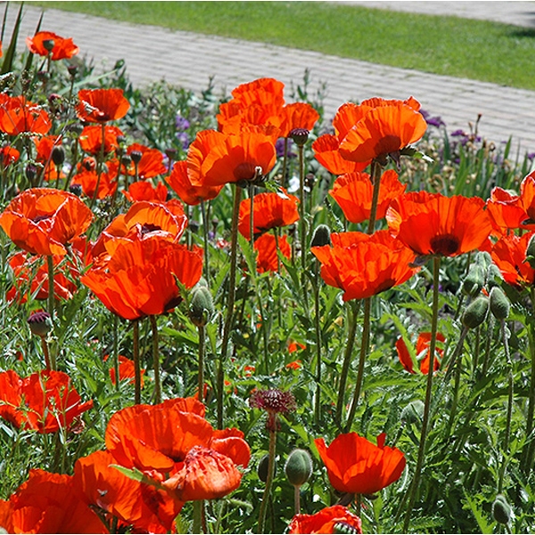 Bright Red Poppy Seeds Rare Flower Seeds Heirloom Flower Seeds Organic ...