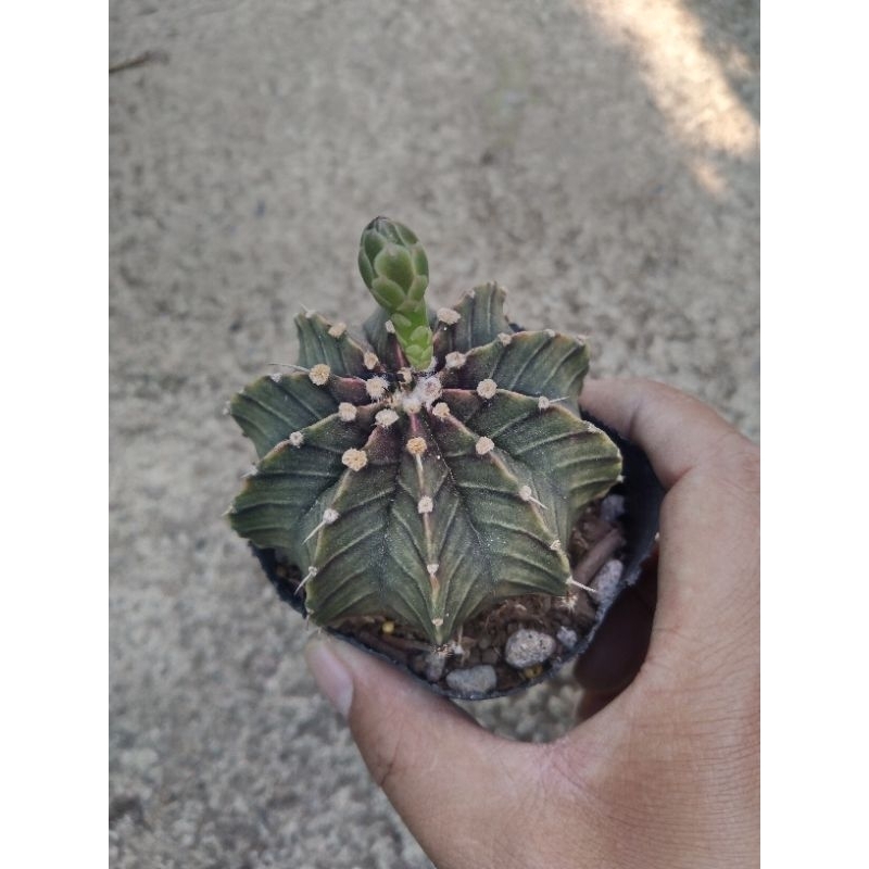 Hybrid Gymno (seed grown) | Shopee Philippines
