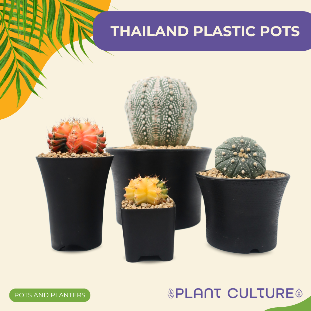 Black Thailand Plastic Pots for Plants, Cactus & Succulents | Shopee ...